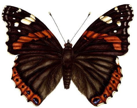 Рисунки бабочки адмирала