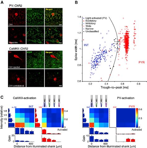 Pyramidal Cell Of Cerebral Cortex Semantic Scholar