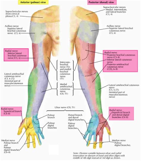 Instant Anatomy Upper Limb Nerves Nerve Lesions Radial In Axilla Porn