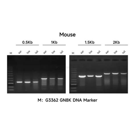 Genotyping Kit Genotype Test Kit Kapa Mouse Genotyping Kit
