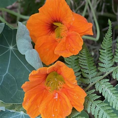 Garden Nasturtium Tropaeolum Majus Tall Trailing Mix In The Garden