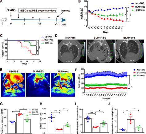 Hesc Exo Alleviate Blm Induced Lung Fibrosis In Mice A Schematic Of Download Scientific
