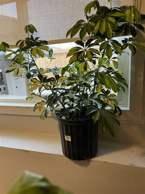 Help Pest On My New Schefflera What Are They What Do I Do R