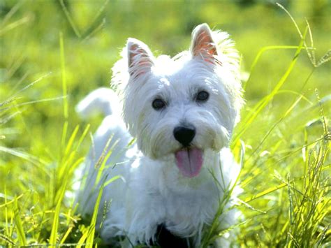 RAZAS DE PERROS TERRIER DE WEST HIGHLAND WESTIE