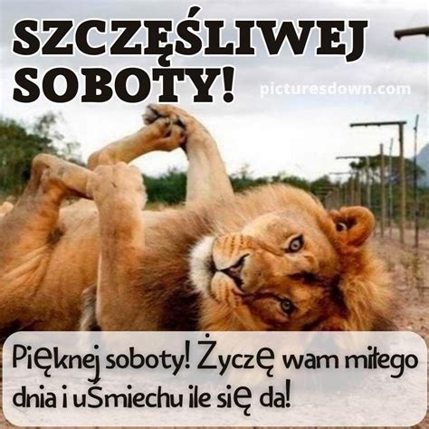 Kartka dzień dobry w sobotę śmieszne Lew za darmo