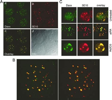 Daxx Colocalizes With Pml At The Pods A Confocal Immunofluorescence Download Scientific