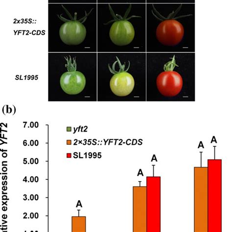 Functional Complementation Of Yft2 A Functional Complementation Download Scientific Diagram