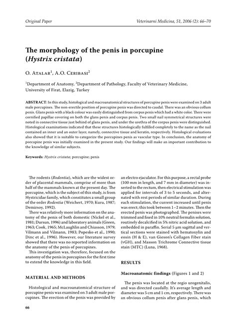 The Morphology Of The Penis In Porcupine Hystrix Cristata Docslib