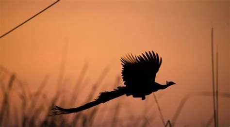 8 Foto Keindahan Burung Merak Saat Mengepakkan Sayap Lifestyle
