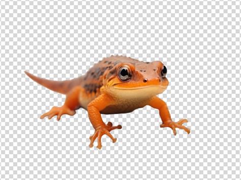 Premium Psd A Cute Newt Png