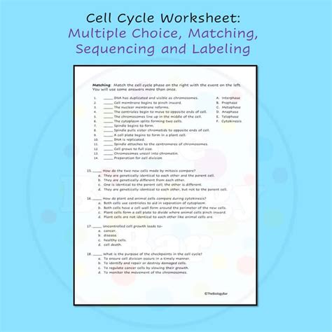 Cell Cycle Worksheets Interphase And Mitosis Practice Differentiated