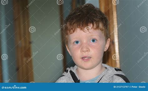 Tissues Of Iris Root Microscopical Structure Royalty Free Stock Image