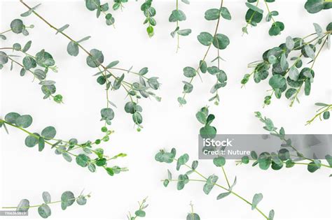 흰색에 녹색 유칼립투스 가지와 꽃 배경입니다 플랫 레이 0명에 대한 스톡 사진 및 기타 이미지 0명 개념 개념과 주제 Istock