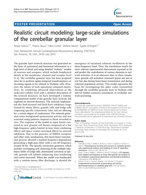 Pdf Realistic Circuit Modeling Large Scale Simulations Of The Cerebellar Granular Layer