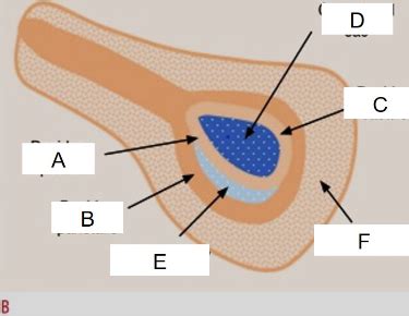 Module Intro To Sonography Flashcards Quizlet
