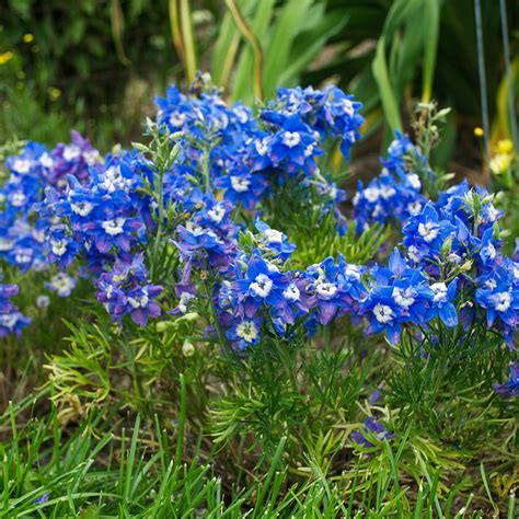 Summer Nights Dwarf Delphinium Plant Addicts Summer Nights Dwarf Delphinium Plant Addicts
