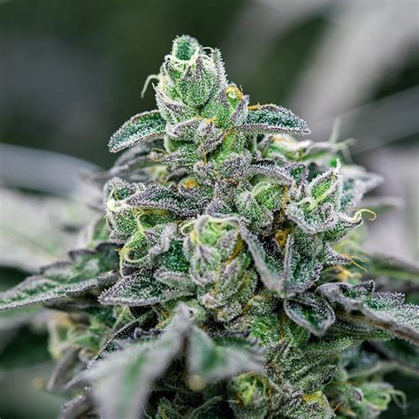 Ice Cream Cake Strain Cannabis Strain Information Thc Design
