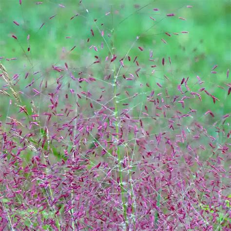 Purple Lovegrass Willowsford Conservancy And Farm
