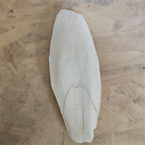 Cuttlebone