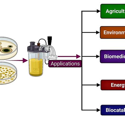 Current State Applications Of Endophytes Download Scientific Diagram