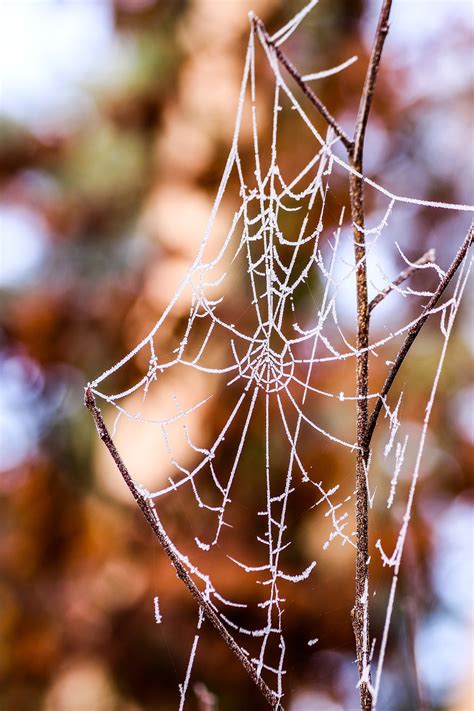 거미줄 편물 서식 지 Pixabay의 무료 사진 Pixabay