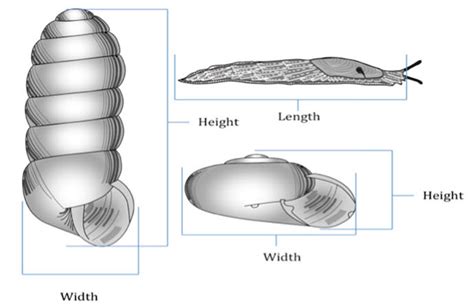 Columella Shell