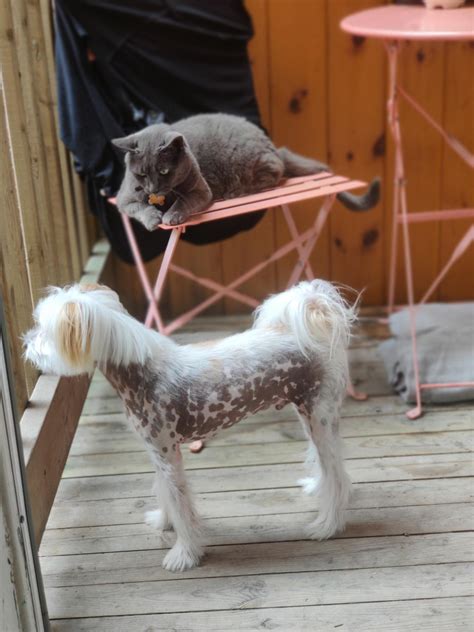 Interdiction Des Animaux De Compagnie La Spca Sinvite Au Débat La