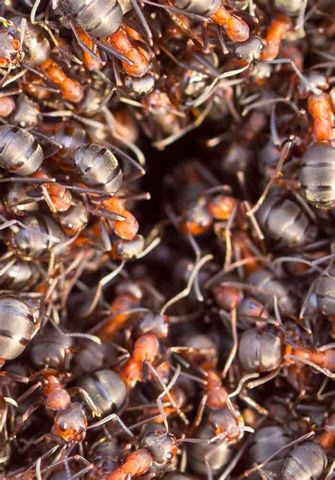 Grid Map Merging With Ant Colony Optimization For Multi Robot Systems Intechopen