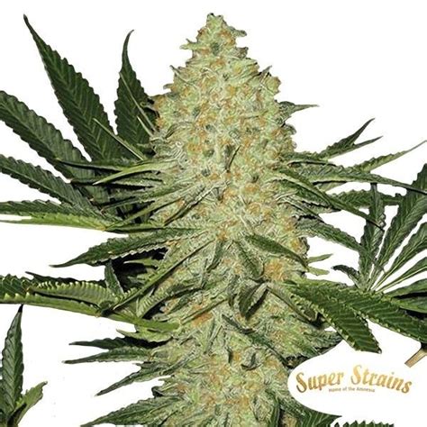 La Cucaracha De Super Strains 100 Feminizada Grow Barato