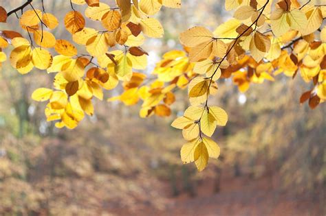 Yapraklar Sonbahar Mevsimi Orman Pixabay de ücretsiz fotoğraf Pixabay