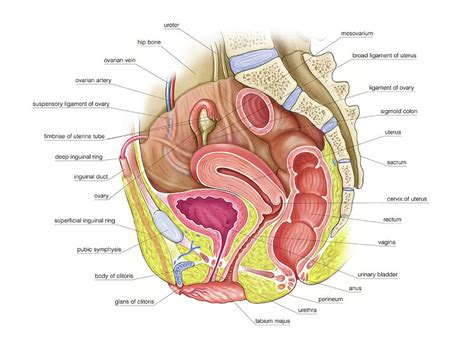 Female Genital System 49 Photograph By Science Photo Library Pixels