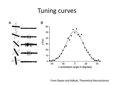 Ppt What Do We Know About Primary Visual Cortex V1 Powerpoint