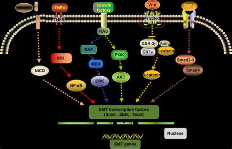 Emt Transcriptional Factors Activated By Extracellular And Download Scientific Diagram