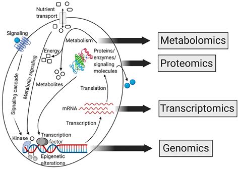 Relationship Between Different Omics Approaches Of Systems Biology