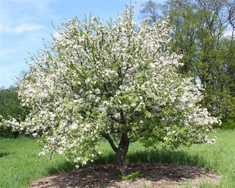 Яблоня – дерево и древесина – Malus spp. (M. domestica, M. sieversii, M ...