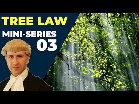 UK Regulations On Trees Blocking Light Everything You Need To Know