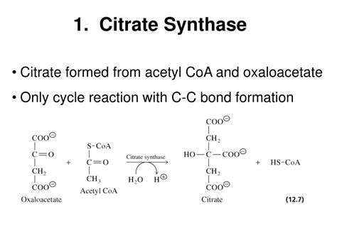 Citrate Synthase