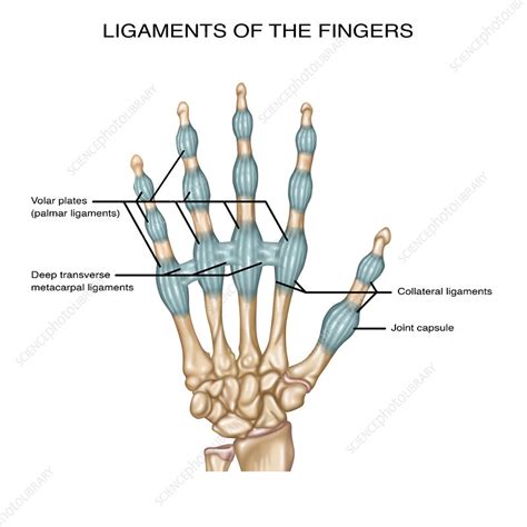 Joint Capsule Finger At Johanna Engles Blog