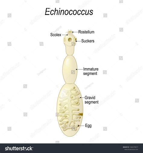 Echinococcus Granulosus Causes Cystic Echinococcosis Hydatid Disease