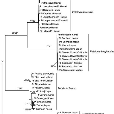 Maximum Likelihood Phylogenetic Tree Based On Rbc L Sequences Of The Download Scientific