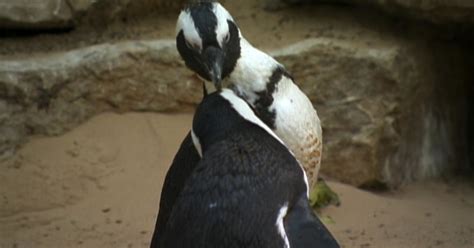 Lesbian Penguins Build Love Nest At Israel Zoo