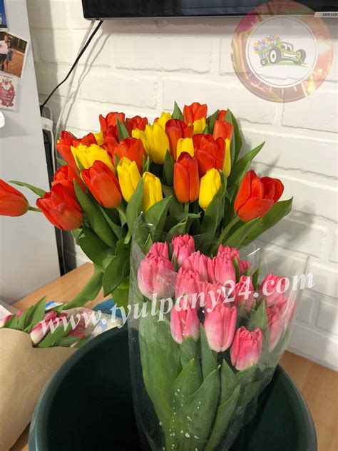 Купить тюльпаны Supermodel оптом Красноярск по цене склада
