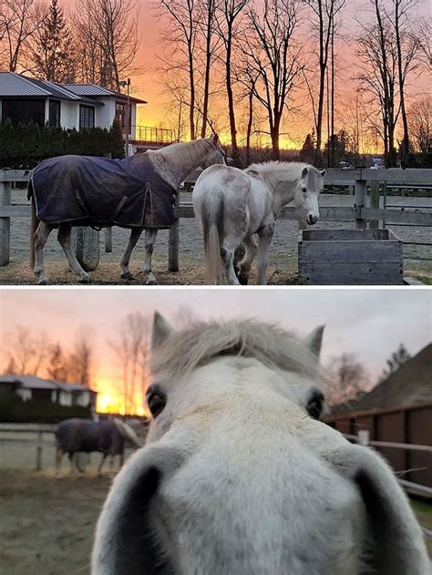 اصیل و پرشکوه؛ زیبایی منحصربه‌فرد نژادهای متفاوت اسب‌ زومیت