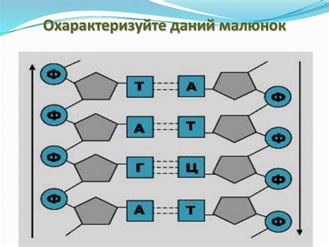 АТФ будова молекули і біологічне значення презентация онлайн