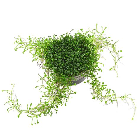 Marsilea Crenata Aquasabi Aquascaping Shop