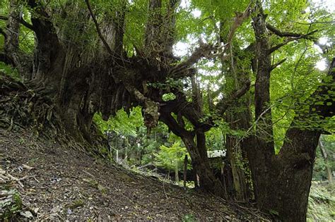 巨木写真 常瀧寺の大公孫樹3