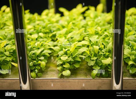 Hydroponic Vegetables Growing In Hydroponic Farm Selective Focus Stock