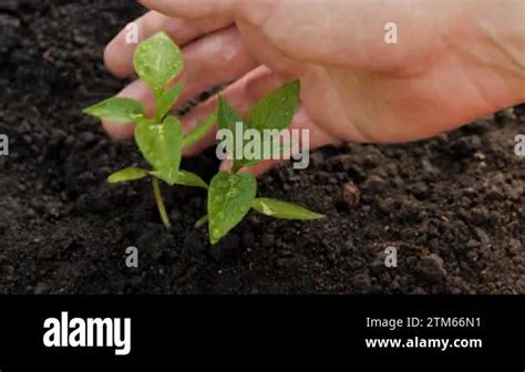 Spray Drops Water Green Sprout Plant Seedling Sprout Hand Plant