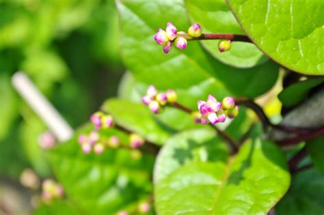 つるむらさきはどんな味花も食べられる食べ方や栄養と効能･下処理などを解説 お役立ち！季節の耳より情報局