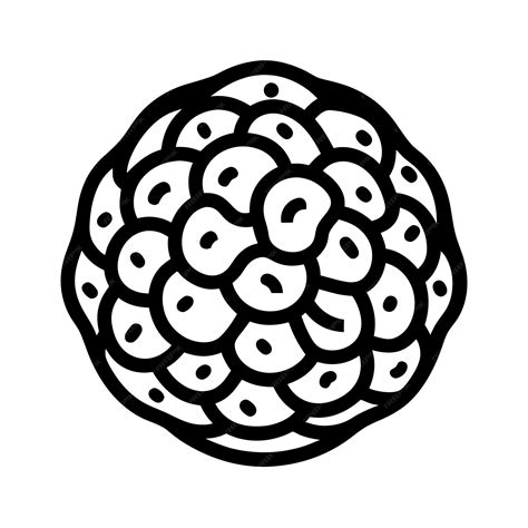 Premium Vector Truffle